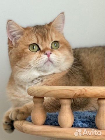 Золотой котик