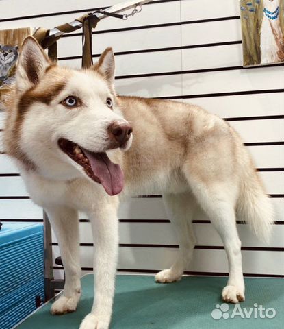 Сибирский хаски