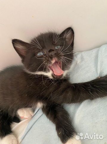 Котята