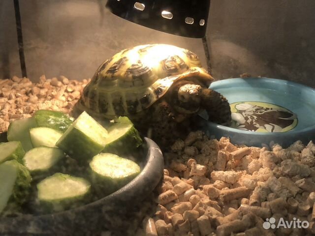 Сухопутная черепаха с террариумом