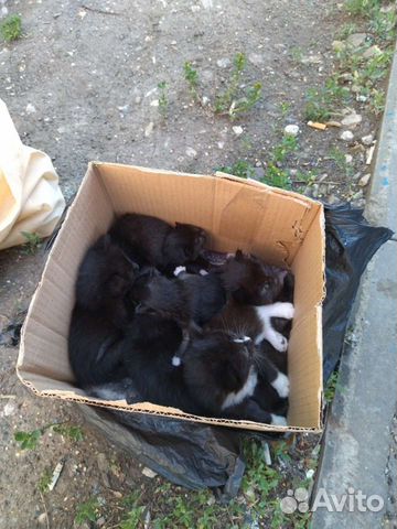 Котята подкидыши
