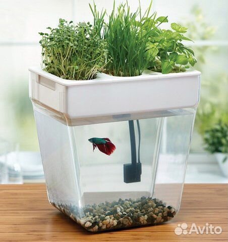 Домашняя акваферма