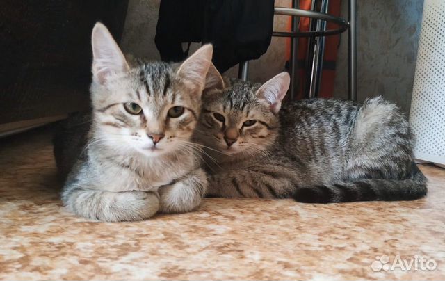 Котята тигрята очень ждут свой дом