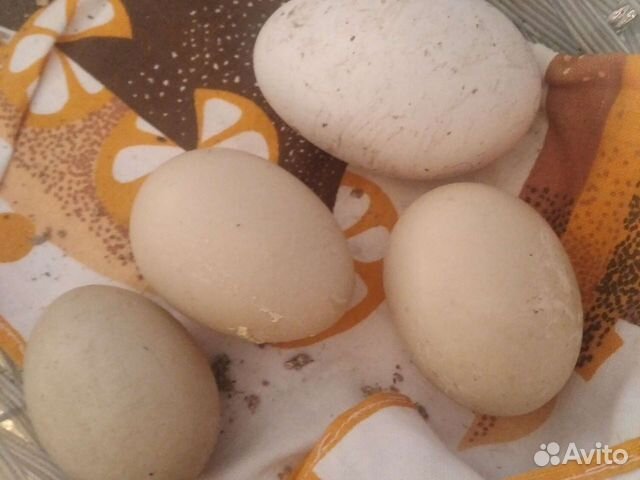 Инкубационное яйцо индейки,индоутку