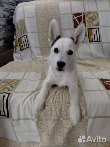 Отдам щенка Строго в добрые руки