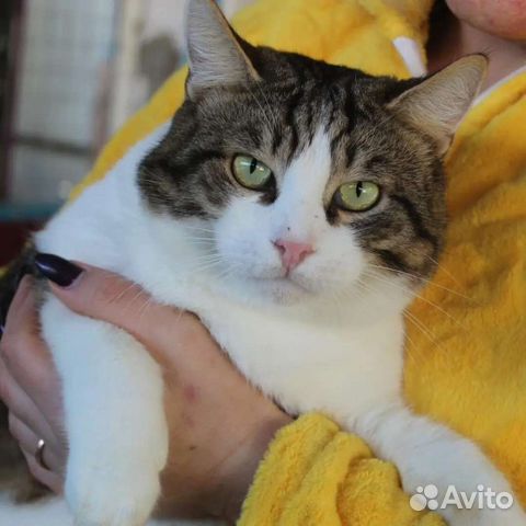 Кот в добрые руки