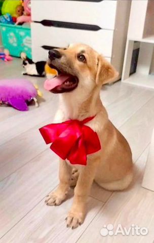 Новогодний зайчик Барни, 3 месяца, в дар