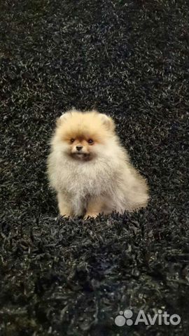 Красавчик Микки