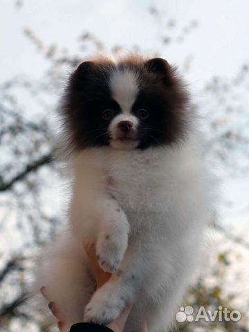 Померанский шпиц