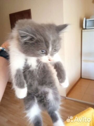 Кошки в добрые руки бесплатно