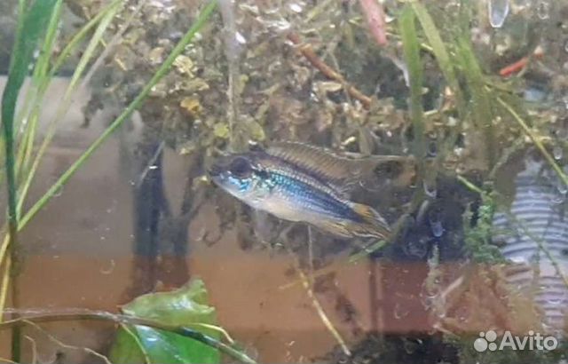 Отдам, продам рыбок