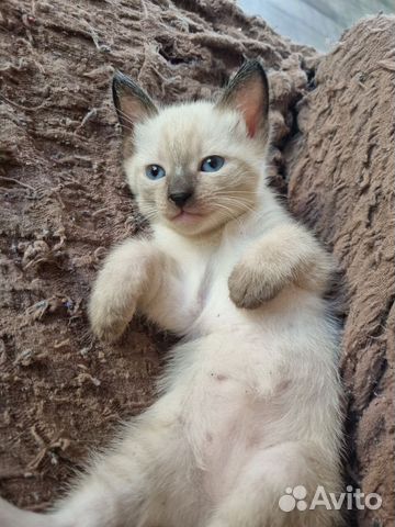 Сиамские котята