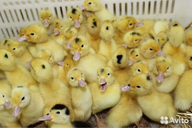 Утята индоутки