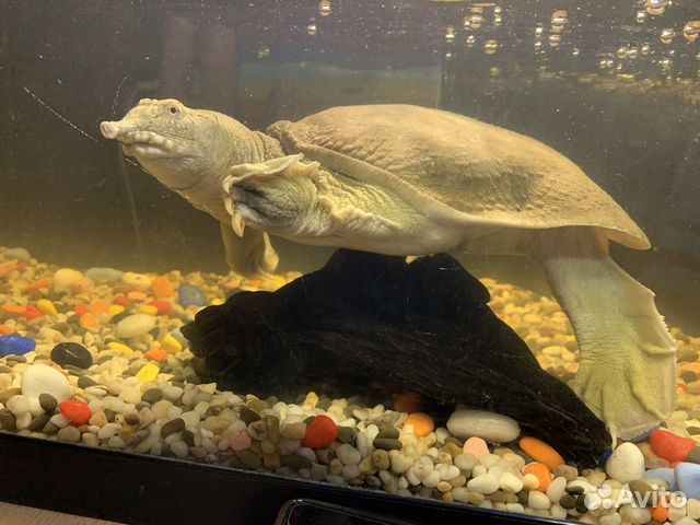 Черепаха с аквариумом бесплатно