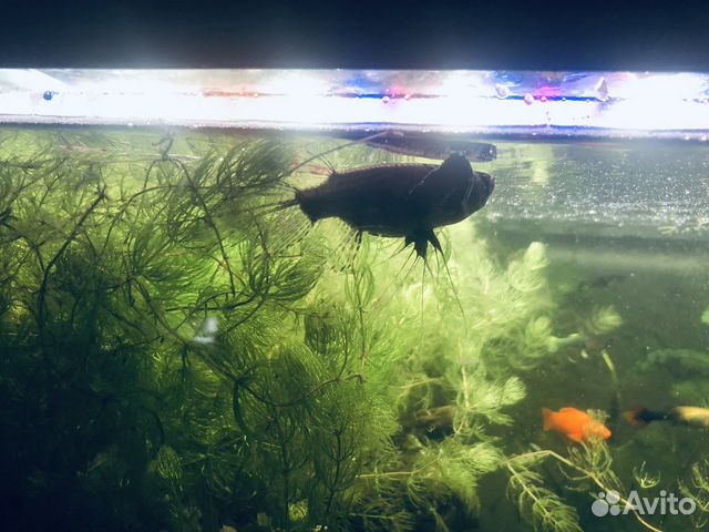 Пантадон рыба бабочка