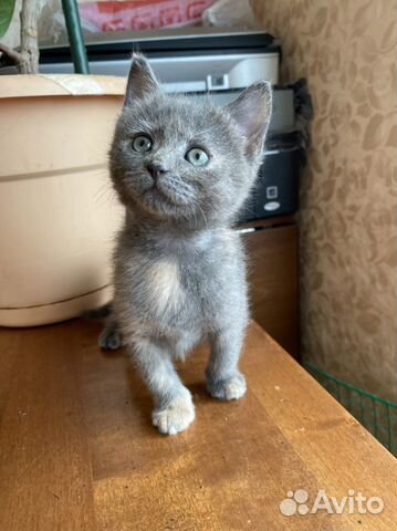 Малышка котенок