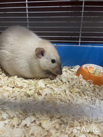 Мышь Пантелей