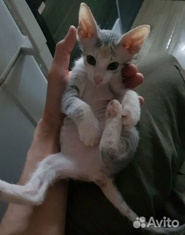 Донской сфинкс котенок