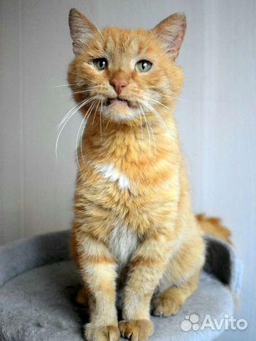 Кот Цитрус