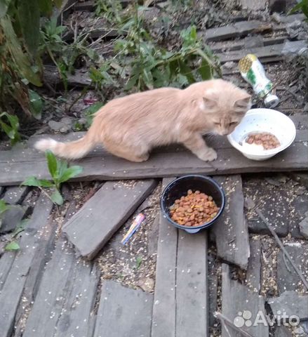 Рыжий котенок в добрые руки