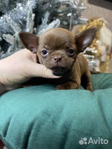 Чихуахуа девочка