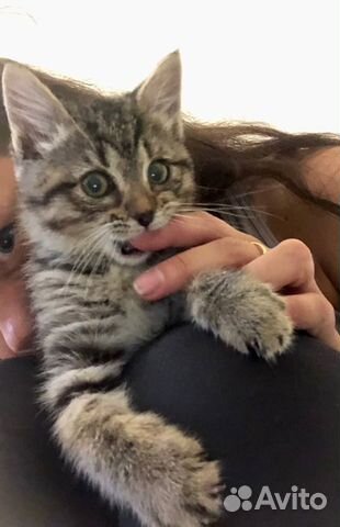 Котенок