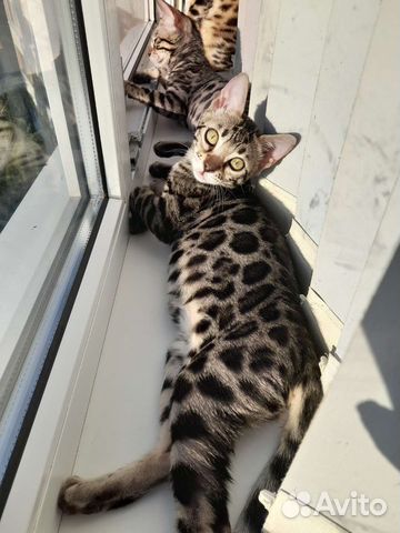 Бенгальская кошка