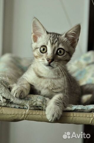 Альбертик ищет свою семью