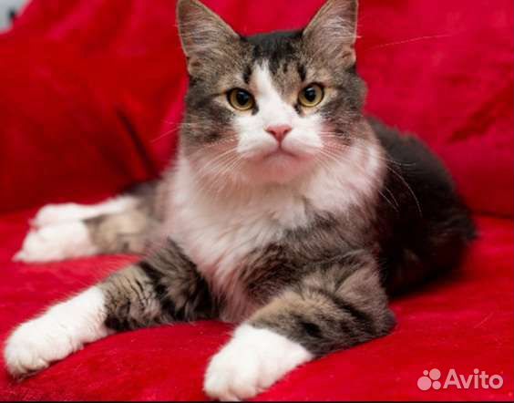 Молодой и ласковый котик Бонифаций)