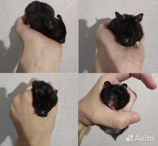 Сирийский хомяк