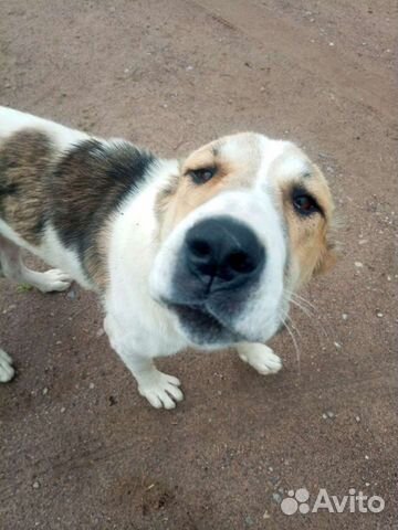 Среднеазиатская овчарка алабай бесплатно