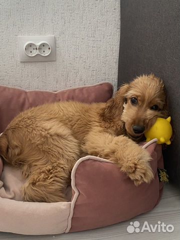 Щенок Английский кокер-спаниель