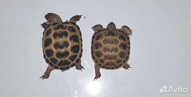 Черепаха сухопутная маленькая