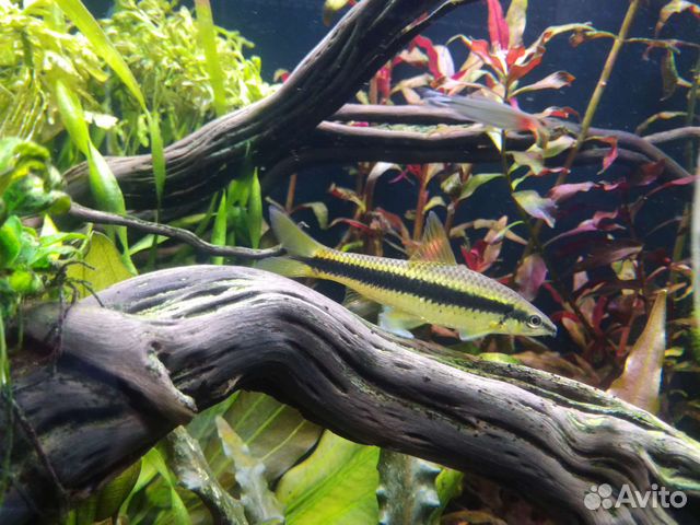 Водорослеед