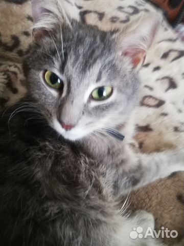 Найден котик