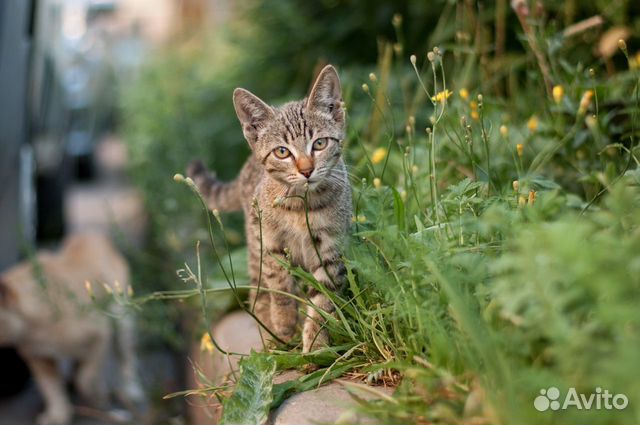 Котенок девочка 3-3,5 месяцев