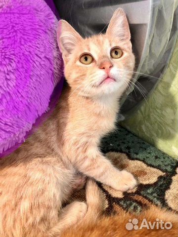 Котенок Персик