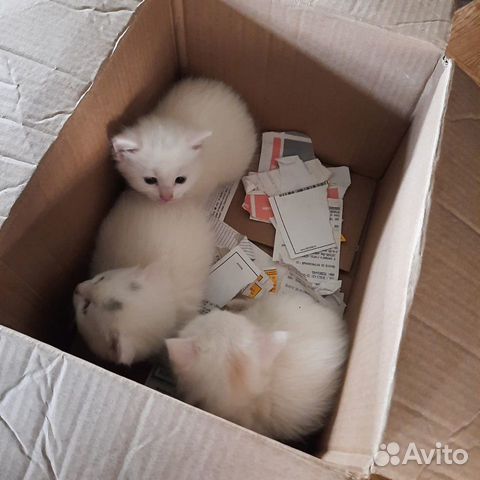 Котята турецкой ангоры в добрые руки