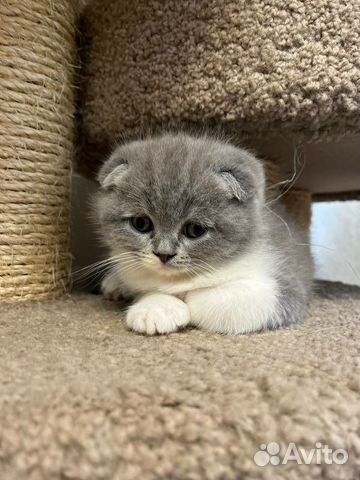 Вислоухие Жерар и Жюли