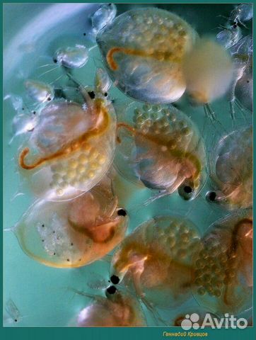 Дафния живая
