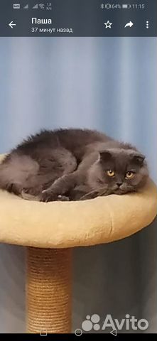 Отдам бесплатно кошку (британская вислоухая)