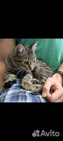 Котёнок мальчик в добрые руки