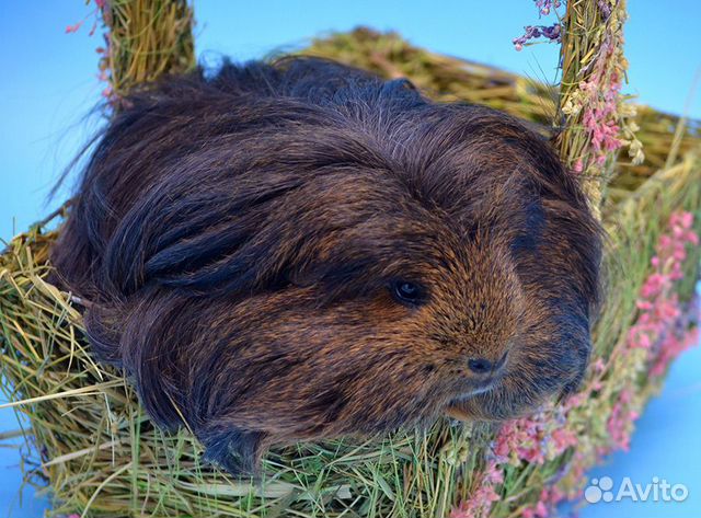 Мальчик морской свинки коронет