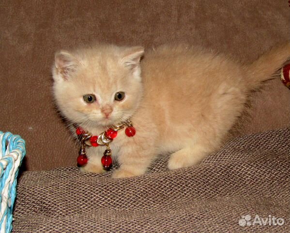 Манчкин девочка