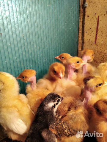 Голошейка, Рэд бро, Бройлеры, Цесарята