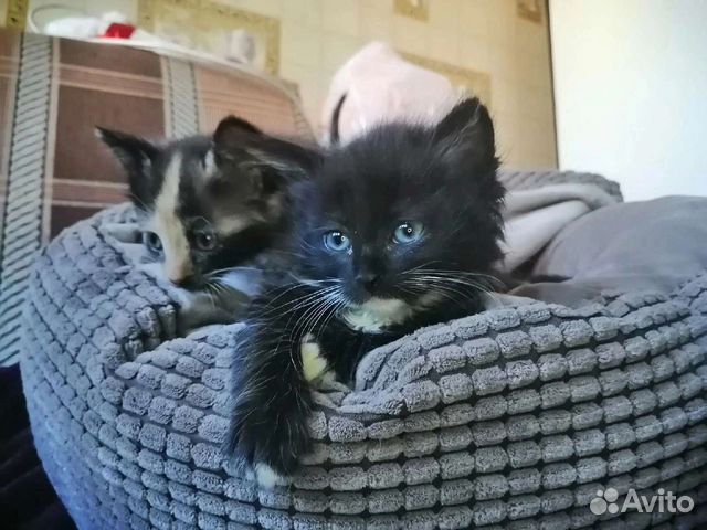 2 девочки ищут дом