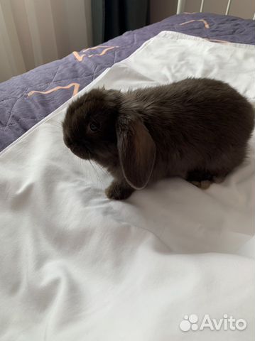 Декоративный кролик вязка