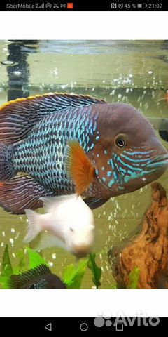 Акара бирюзовая