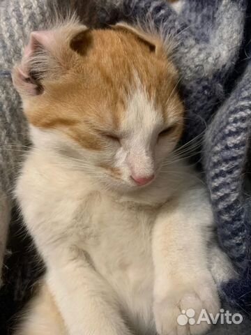 Рыжий котенок