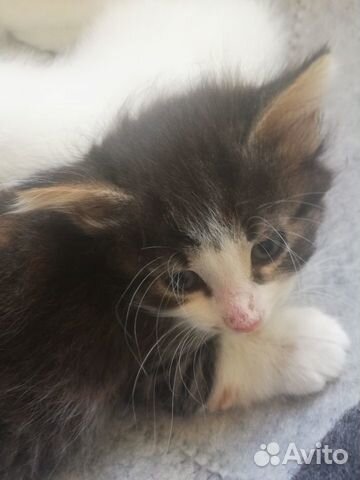 Кубышка и Крутышка в добрые руки